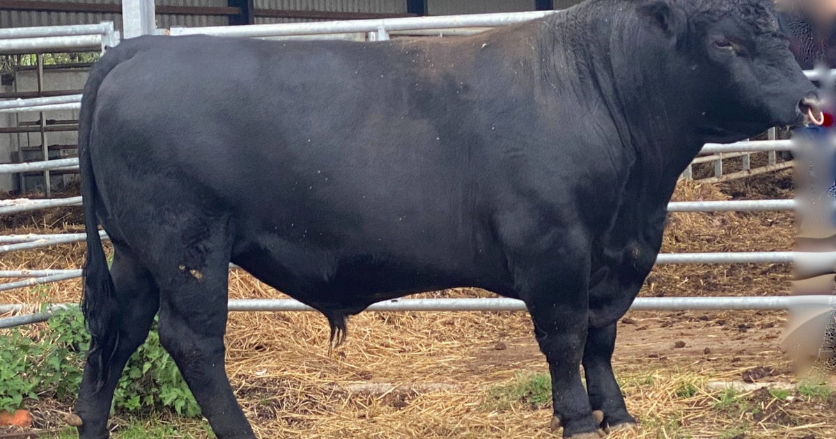 1 Pedigree Aberdeen Angus Breeding Bull | SellMyLivestock - The Online ...