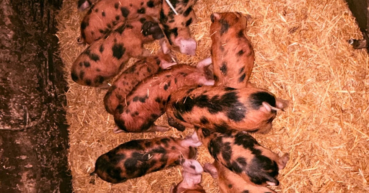 12 Oxford Sandy and Black Growing Boars, Gilts | SellMyLivestock - The ...