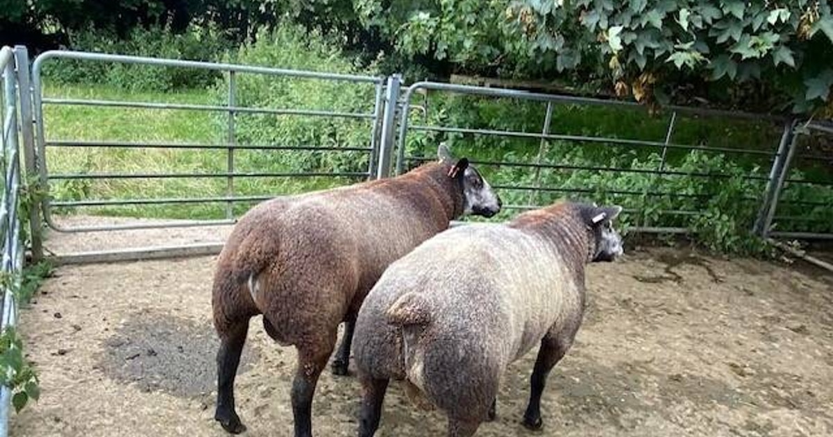 2 Pedigree Blue Texel Breeding Rams | SellMyLivestock - The Online ...