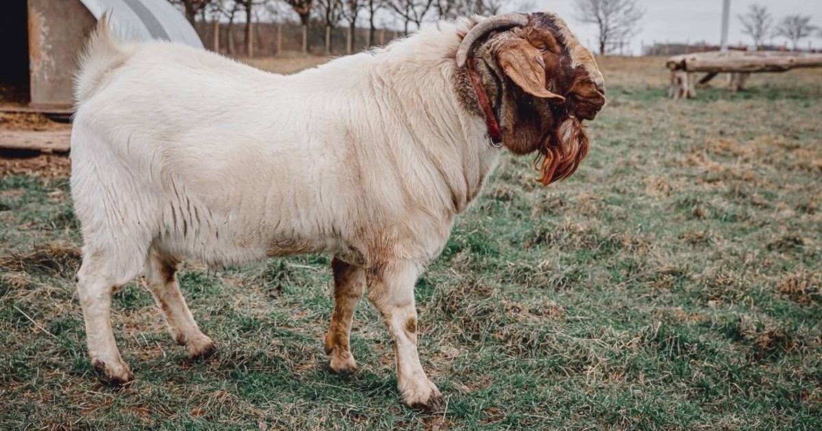 1 Pedigree Boer Breeding, Meat Buck | SellMyLivestock - The Online ...