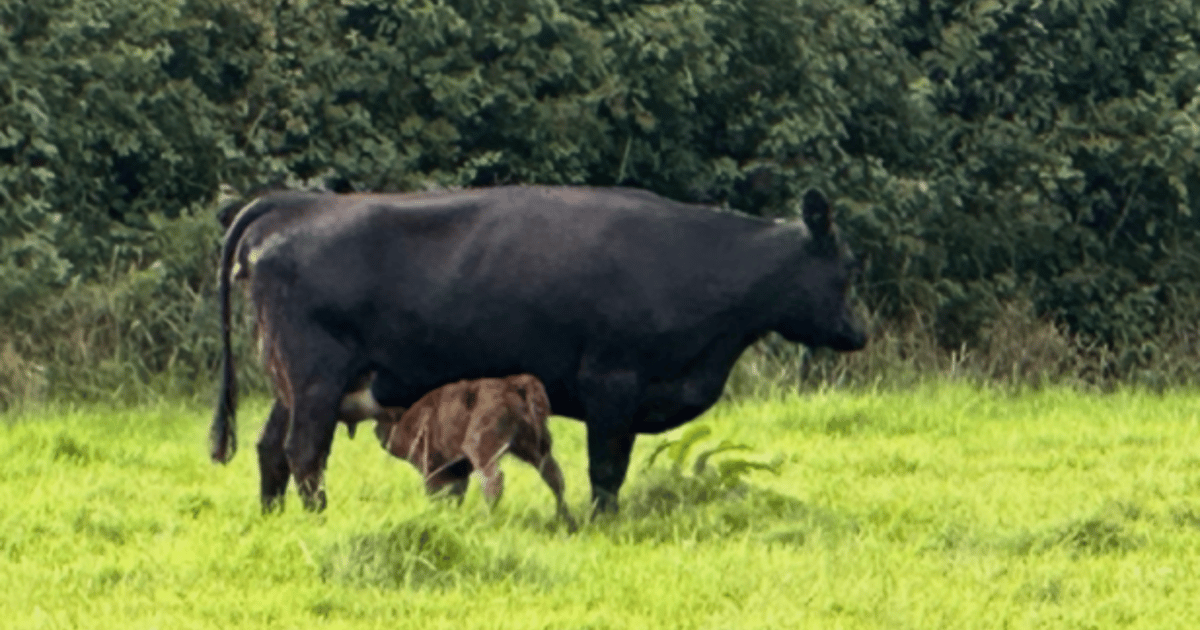3 Aberdeen Angus Cross Breeding Cows | SellMyLivestock - The Online ...