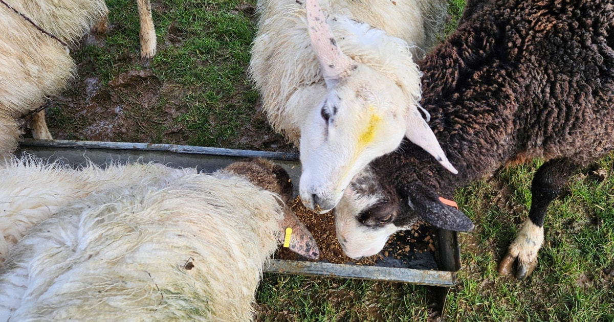 15 Friesland, Lacaune Cross Breeding, Store Wethers, Ewes ...