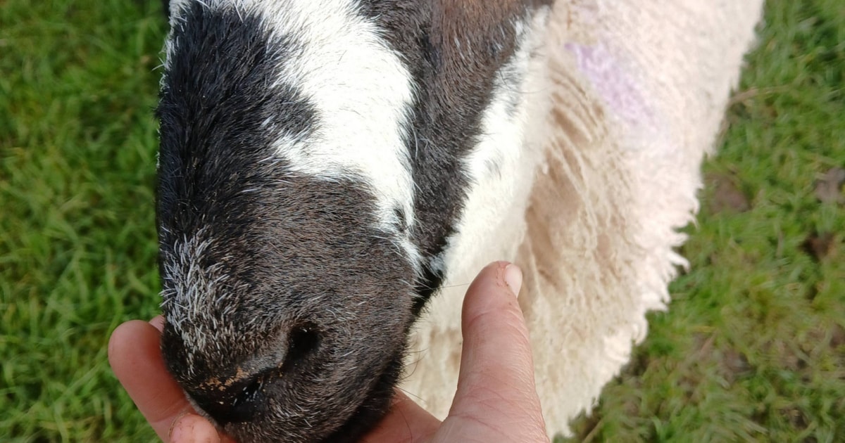 10 North of England Mule Cross Teaser Lambs, Rams | SellMyLivestock ...