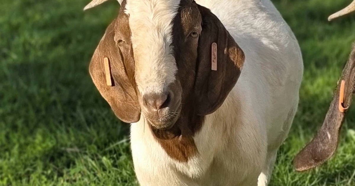 1 Pedigree Boer Breeding Buck | SellMyLivestock - The Online Livestock ...