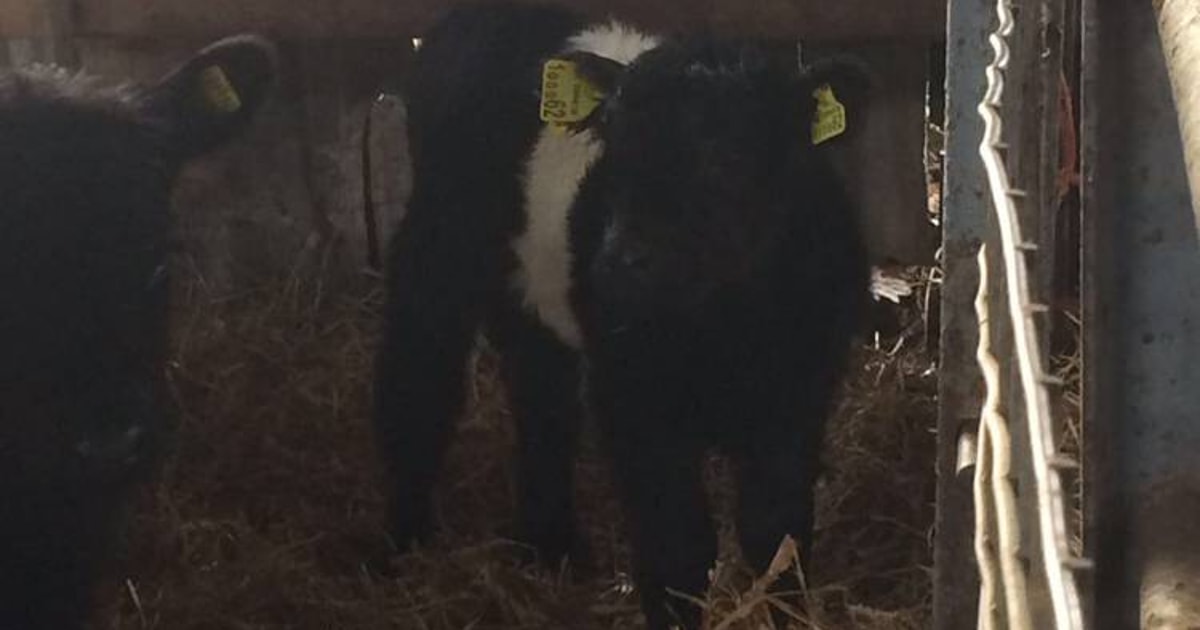 5 TB Restricted Pedigree Belted Galloway Cross Breeding Cows with Calf ...