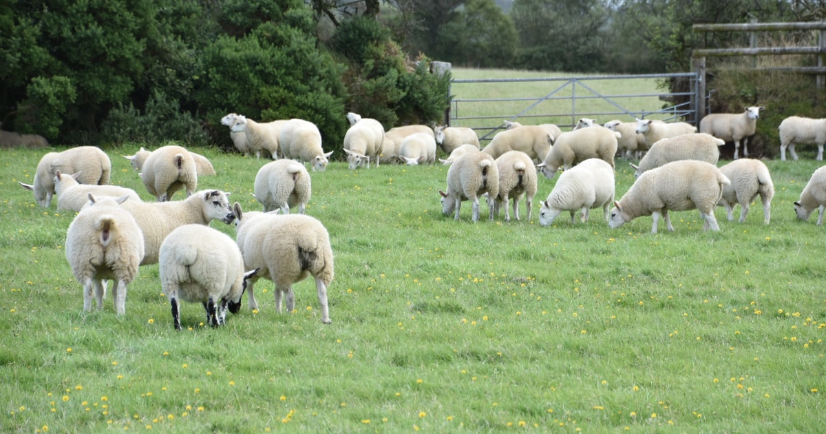 190 Texel, Cheviot, North of England Mule, Welsh Mule Cross Store Lambs ...