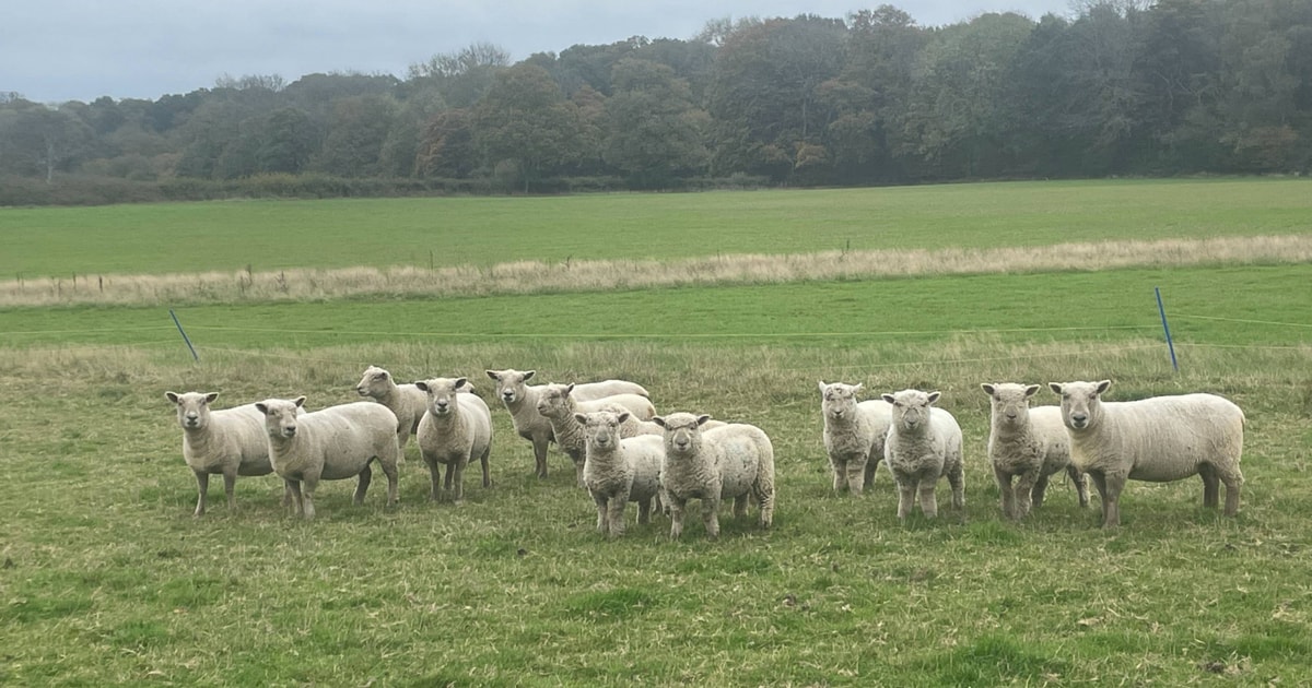 10 Southdown Breeding Lambs | SellMyLivestock - The Online Livestock ...