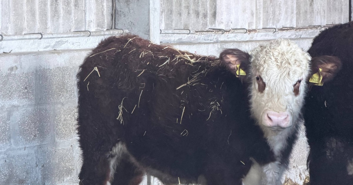 1 Hereford Breeding Young Bull | SellMyLivestock - The Online Livestock ...