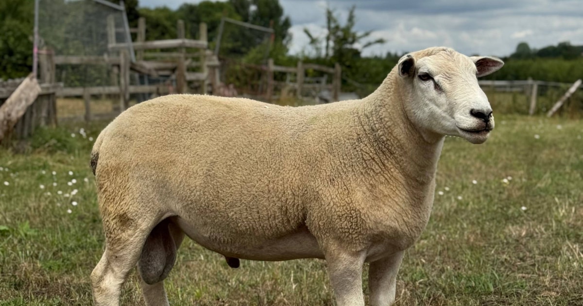 1 Lleyn Breeding Ram | SellMyLivestock - The Online Livestock Marketplace