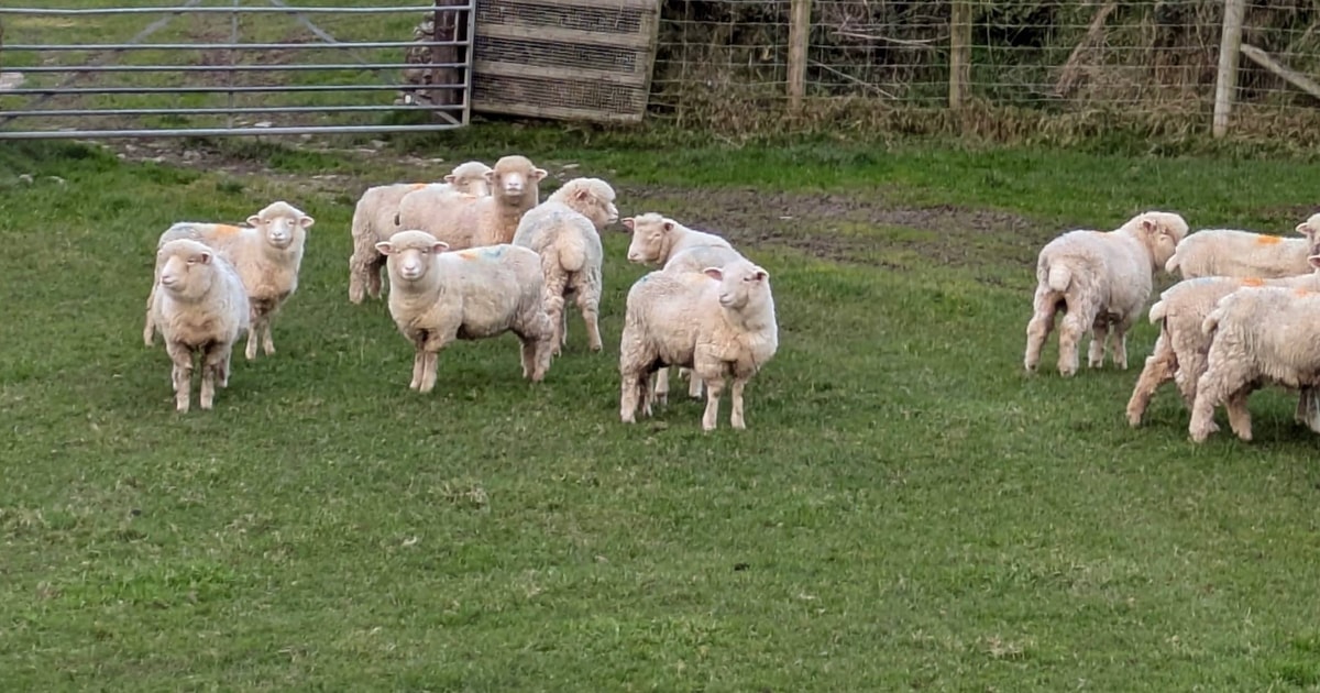 25 Dorset Horn & Poll Dorset Breeding Lambs | SellMyLivestock - The ...