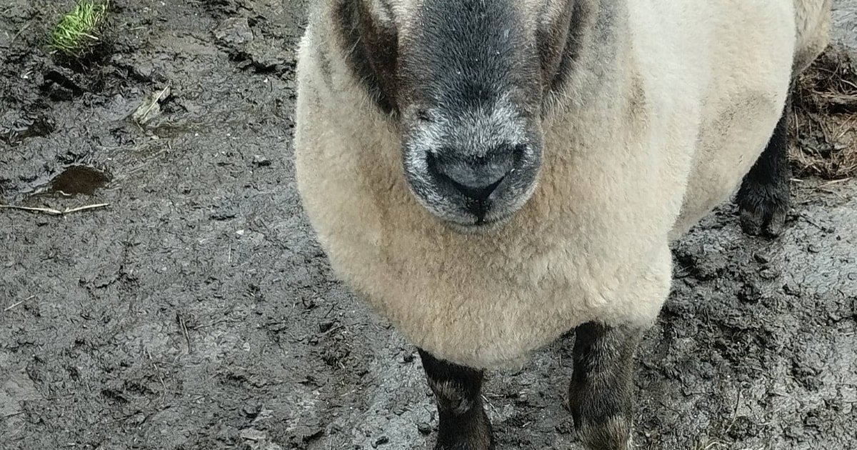 1 Suffolk Cross Breeding Ram | SellMyLivestock - The Online Livestock ...