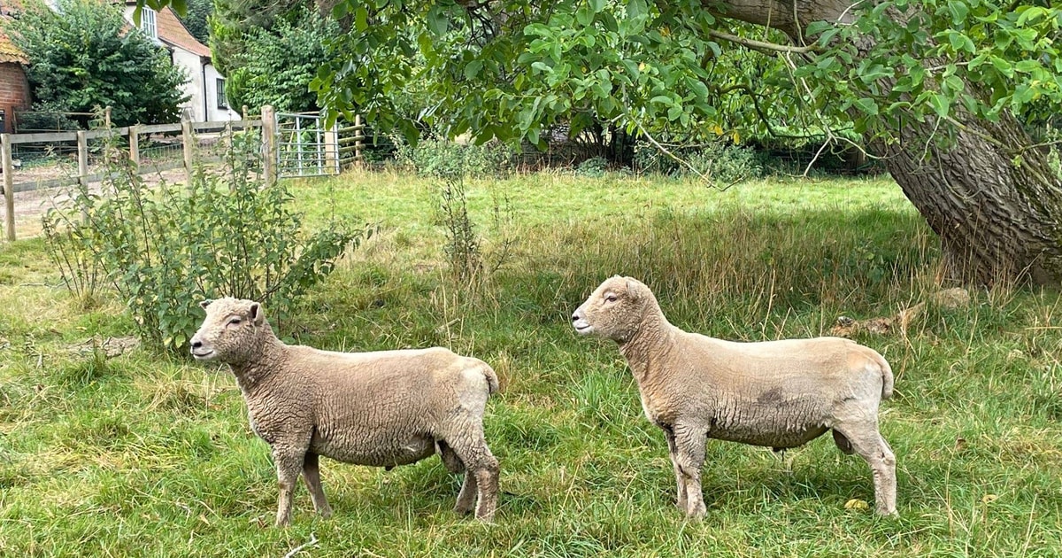 2 Southdown Breeding Rams | SellMyLivestock - The Online Livestock ...