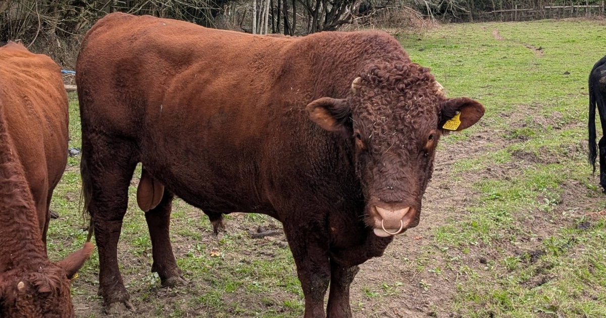 1 North Red Ruby Devon Breeding Bull | SellMyLivestock - The Online ...