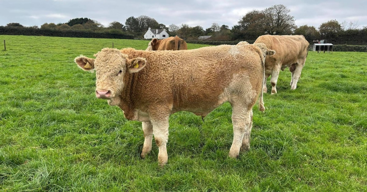 5 Simmental Breeding Young Bulls | SellMyLivestock - The Online ...