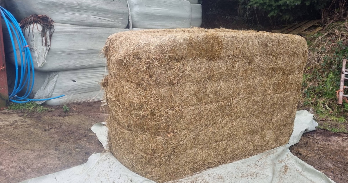 20 Bales Haylage | SellMyLivestock - The Online Livestock Marketplace