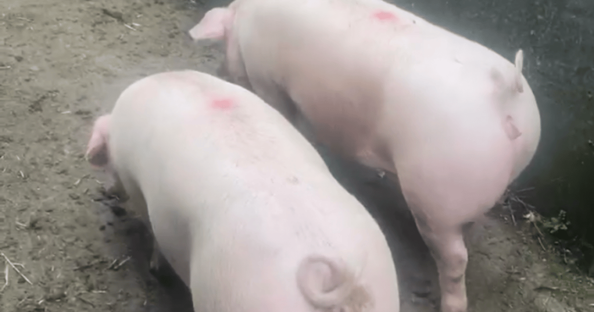 4 Pedigree Welsh Breeding Gilts | SellMyLivestock - The Online ...