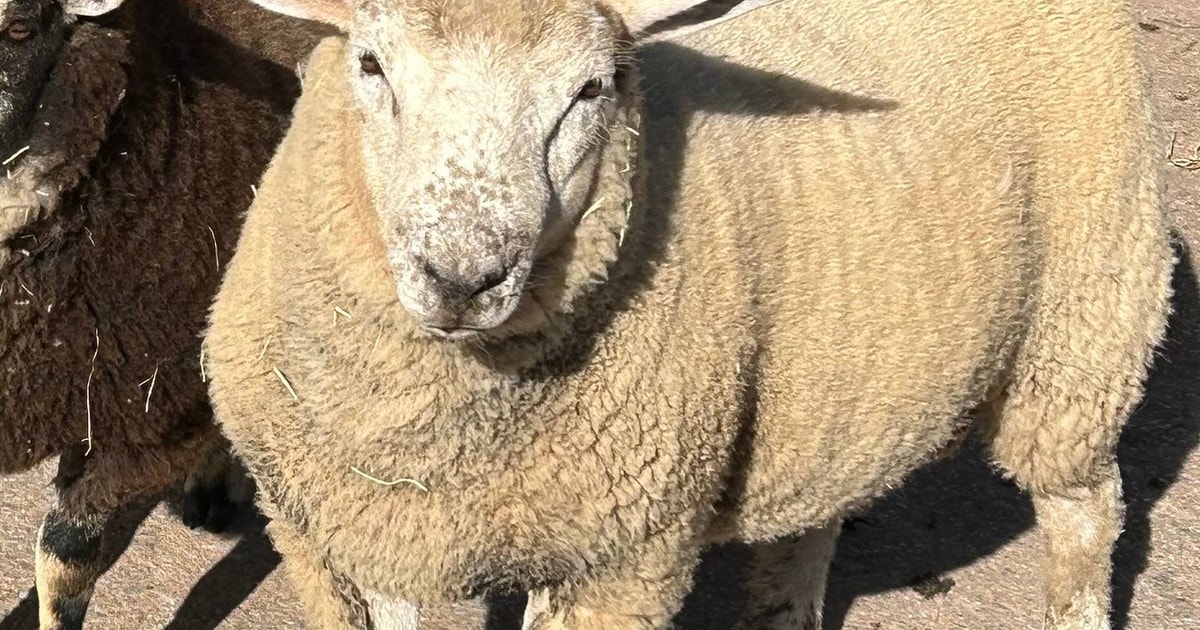 1 Texel, Charollais Cross Breeding Ram, Lamb | SellMyLivestock - The ...