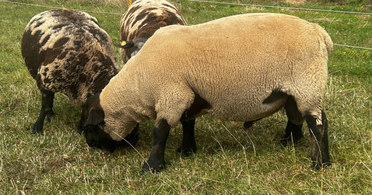 1 Pedigree Suffolk Breeding Ram | SellMyLivestock - The Online ...