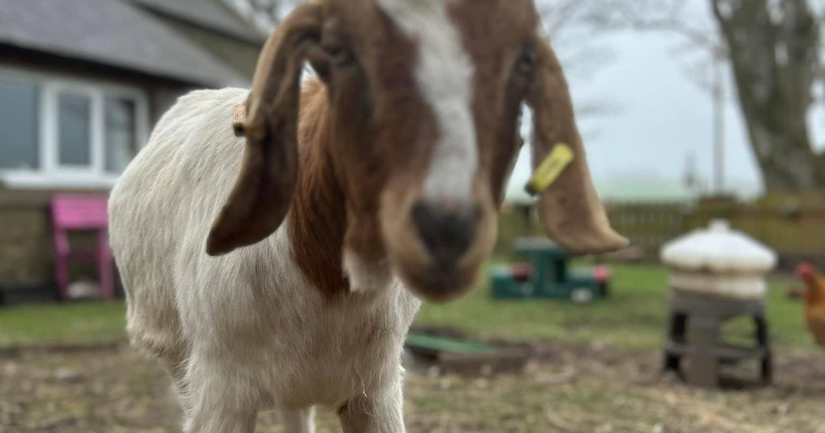 2 Boer Cross Meat, Breeding Does | SellMyLivestock - The Online ...