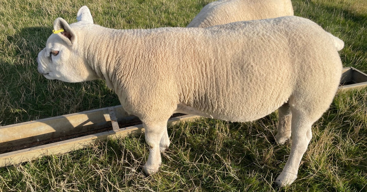 8 Pedigree Texel Breeding Rams | SellMyLivestock - The Online Livestock ...