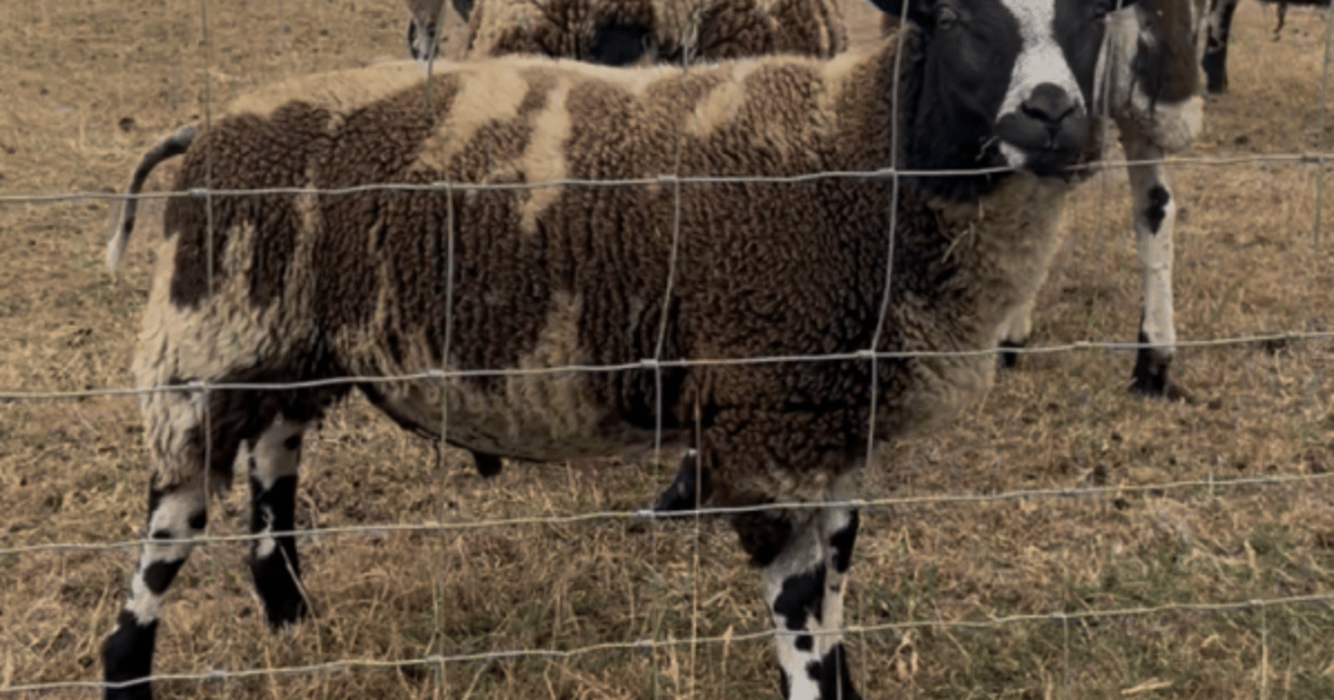 1 Pedigree Dutch Spotted Breeding Ram | SellMyLivestock - The Online ...