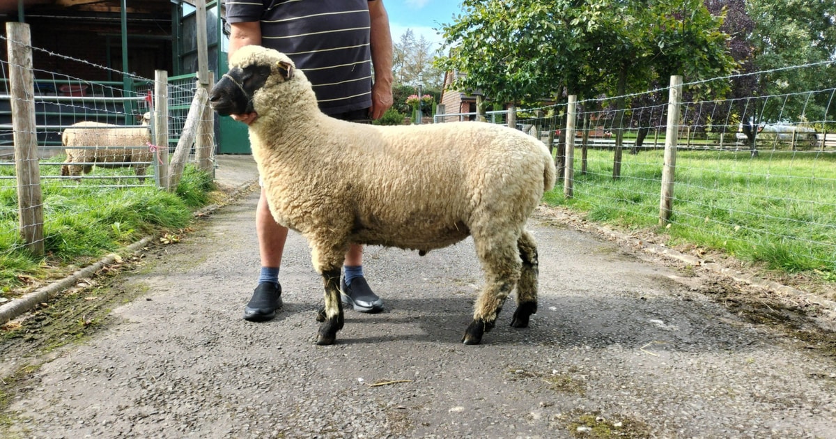 1 Pedigree Shropshire Breeding Ram | SellMyLivestock - The Online ...