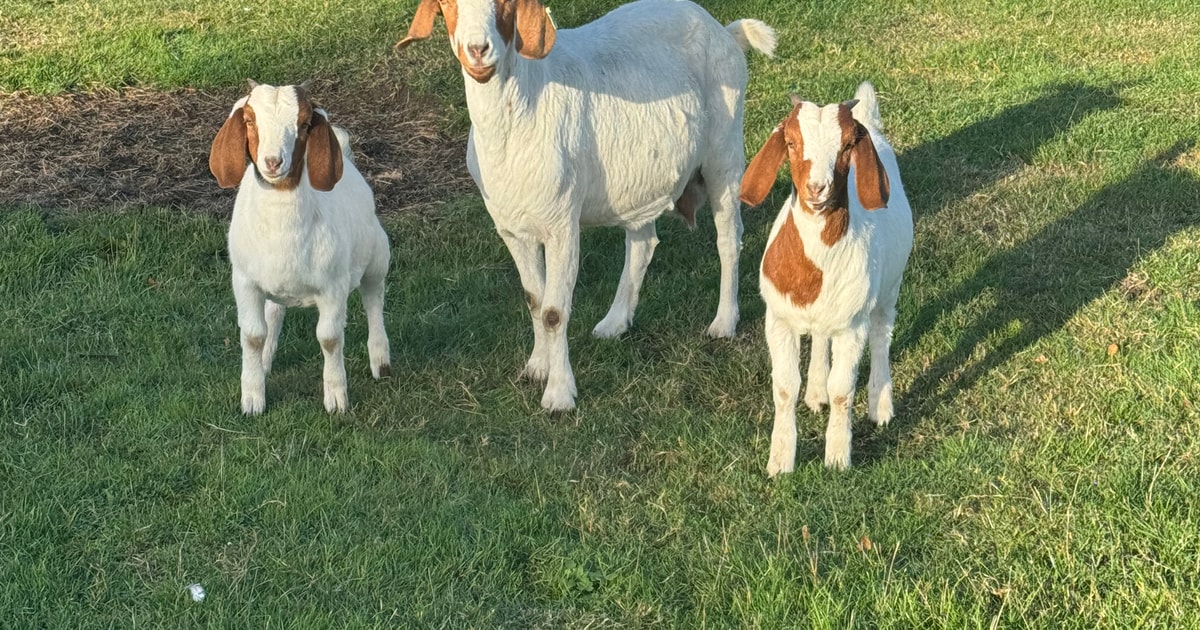 2 Pedigree Boer Meat, Breeding Kids | SellMyLivestock - The Online ...