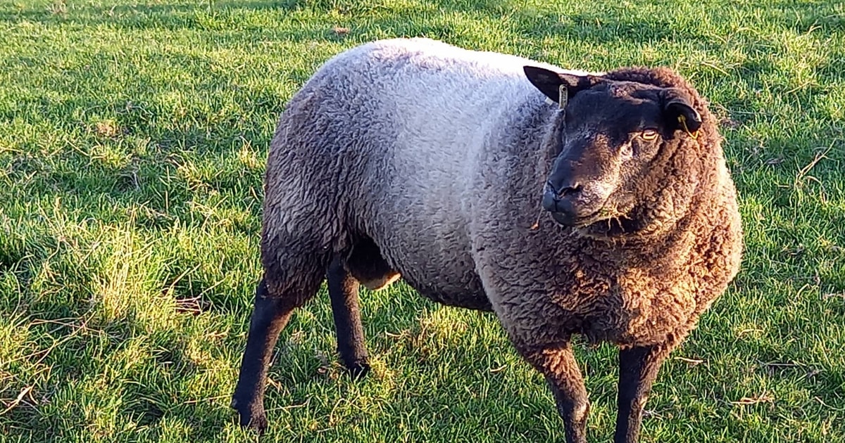 1 Blue Texel Breeding Ram | SellMyLivestock - The Online Livestock ...