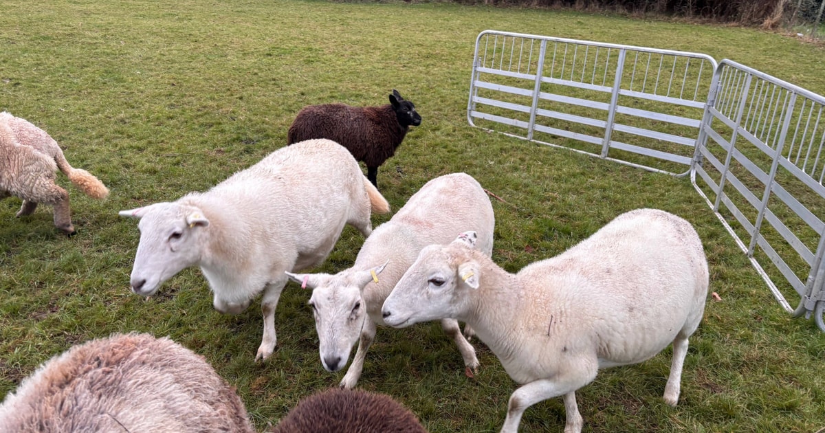 3 Easycare Breeding Ewes | SellMyLivestock - The Online Livestock ...