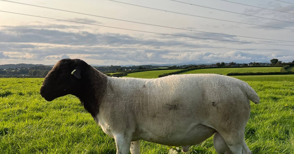 1 Pedigree Dorper Breeding Ram | SellMyLivestock - The Online Livestock ...