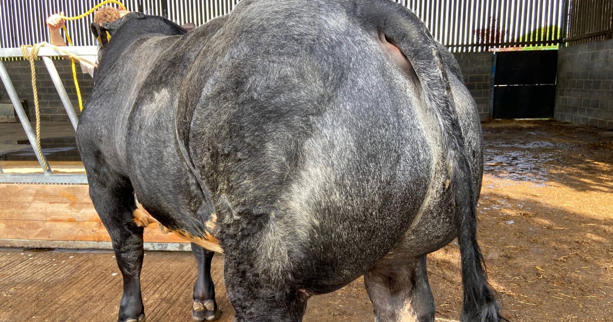 1 British Blue, Limousin Cross Breeding Bull, Young Bull ...