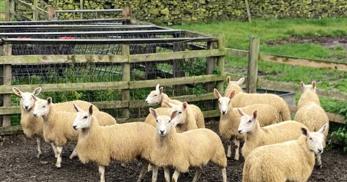 11 Cheviot Mule Breeding Lambs | SellMyLivestock - The Online Livestock ...