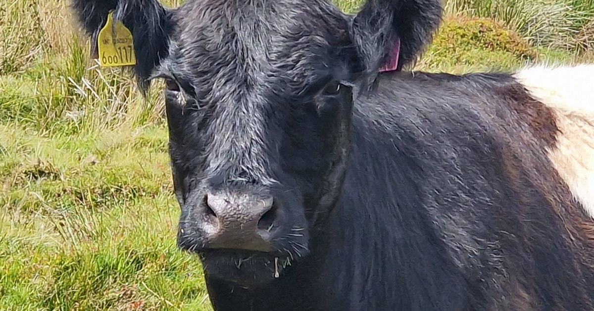 5 Organic Pedigree Belted Galloway Breeding, Store Heifers ...