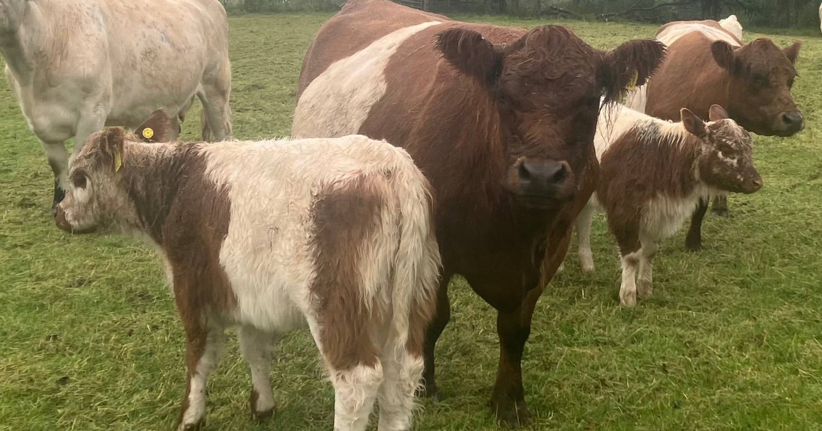 6 Pedigree Belted Galloway, Riggit Galloway Breeding Cows, Calves with ...