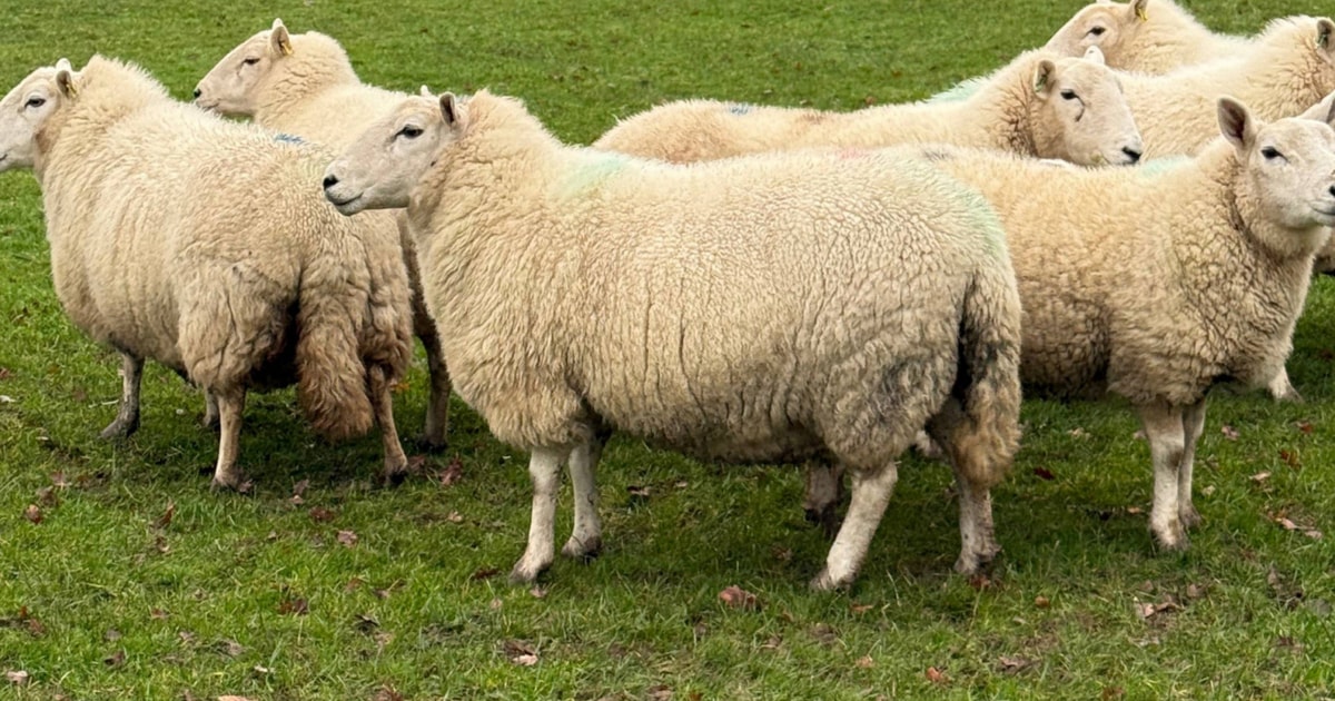 10 Abertex, Beltex, Aberfield, Welsh Halfbred Cross In-Lamb Breeding ...
