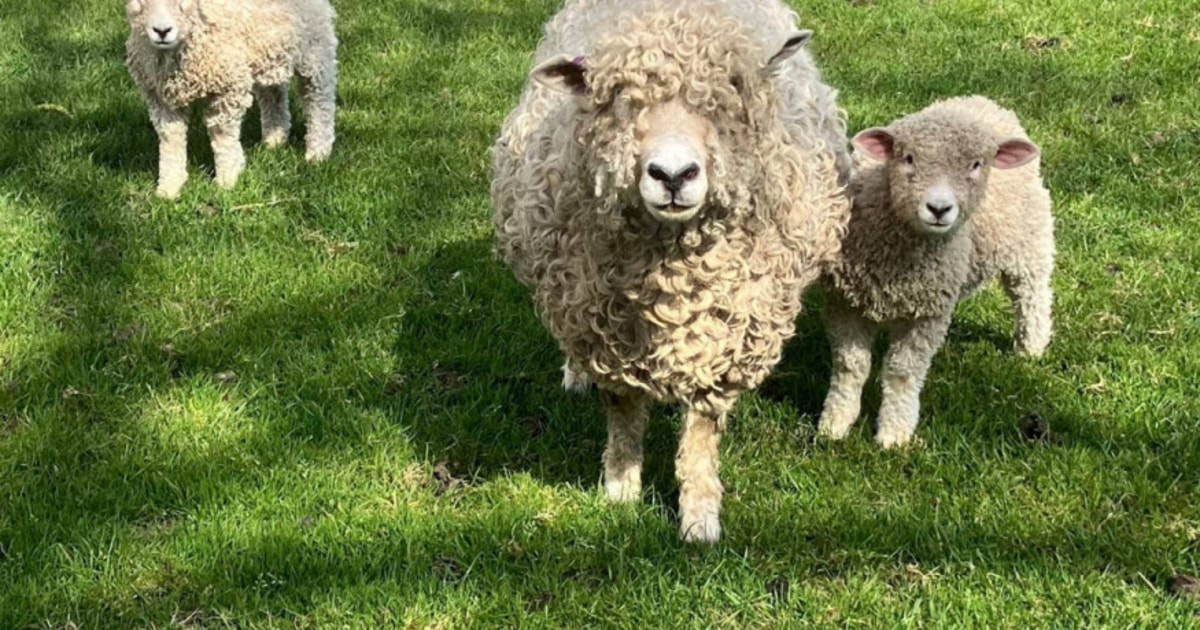 2 Devon And Cornwall Longwool Breeding Ewes with Lambs at Foot ...