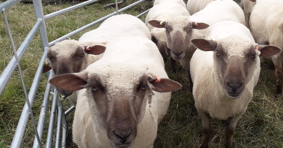 20 Pedigree Dorset Down Breeding Ewes, Lambs | SellMyLivestock - The ...