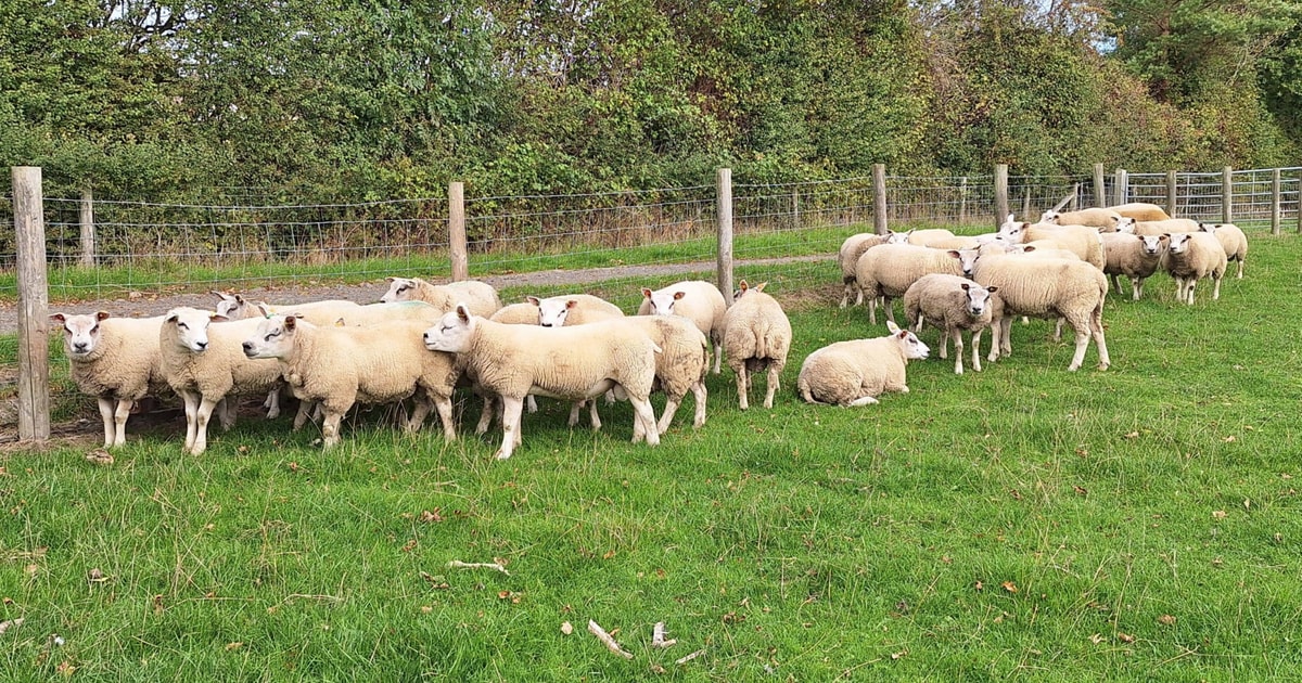 30 Pedigree Texel, Lleyn, Beltex Breeding Rams, Lambs | SellMyLivestock ...