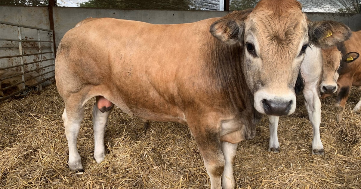 1 Pedigree Parthenais Breeding Bull | SellMyLivestock - The Online ...