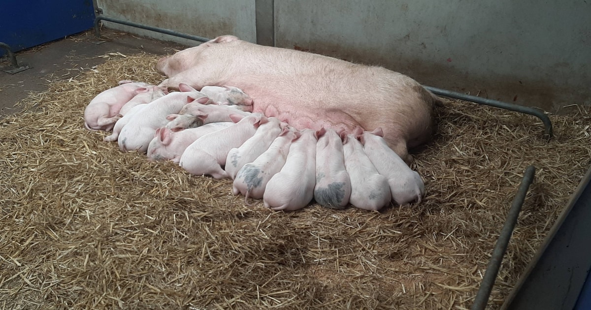 12 Hampshire Cross Growing, Breeding Gilts, Boars, Sows ...