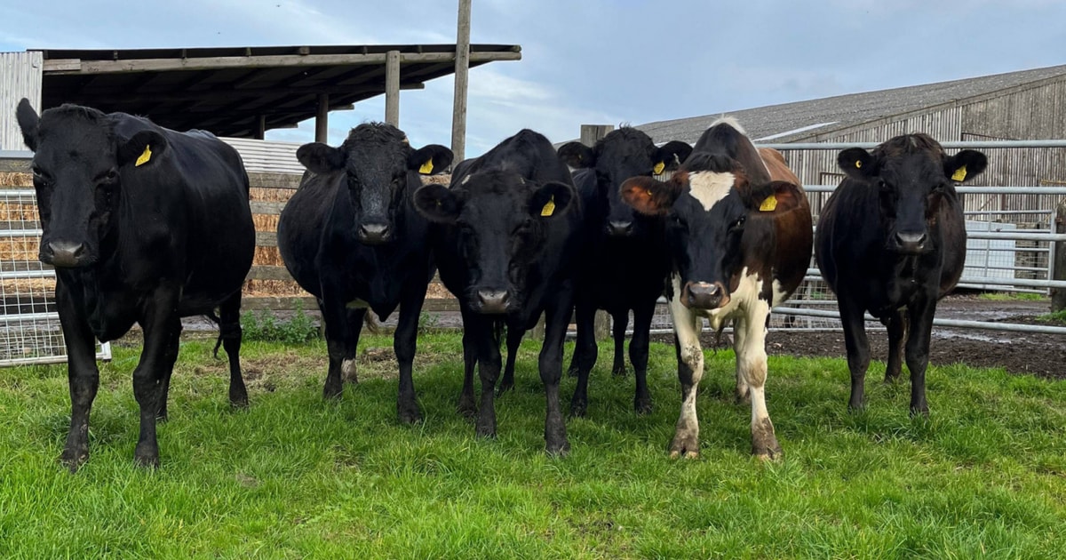 6 Holstein Cross In-Calf Dairy, Breeding Heifers | SellMyLivestock ...