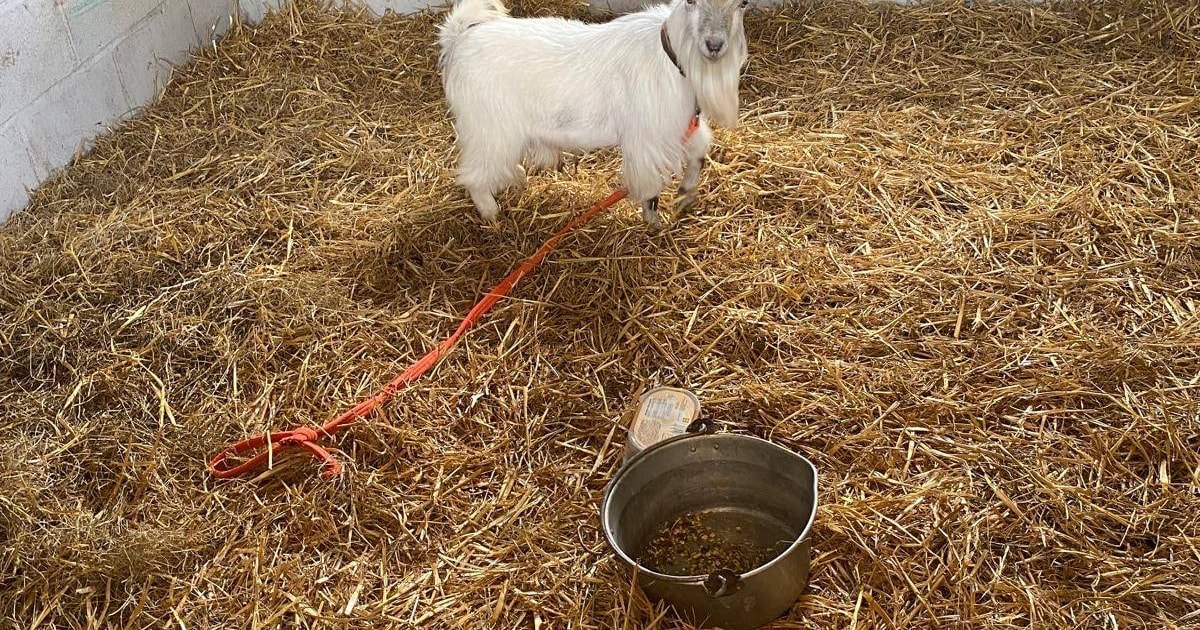 1 Pygmy Breeding Buck | SellMyLivestock - The Online Livestock Marketplace
