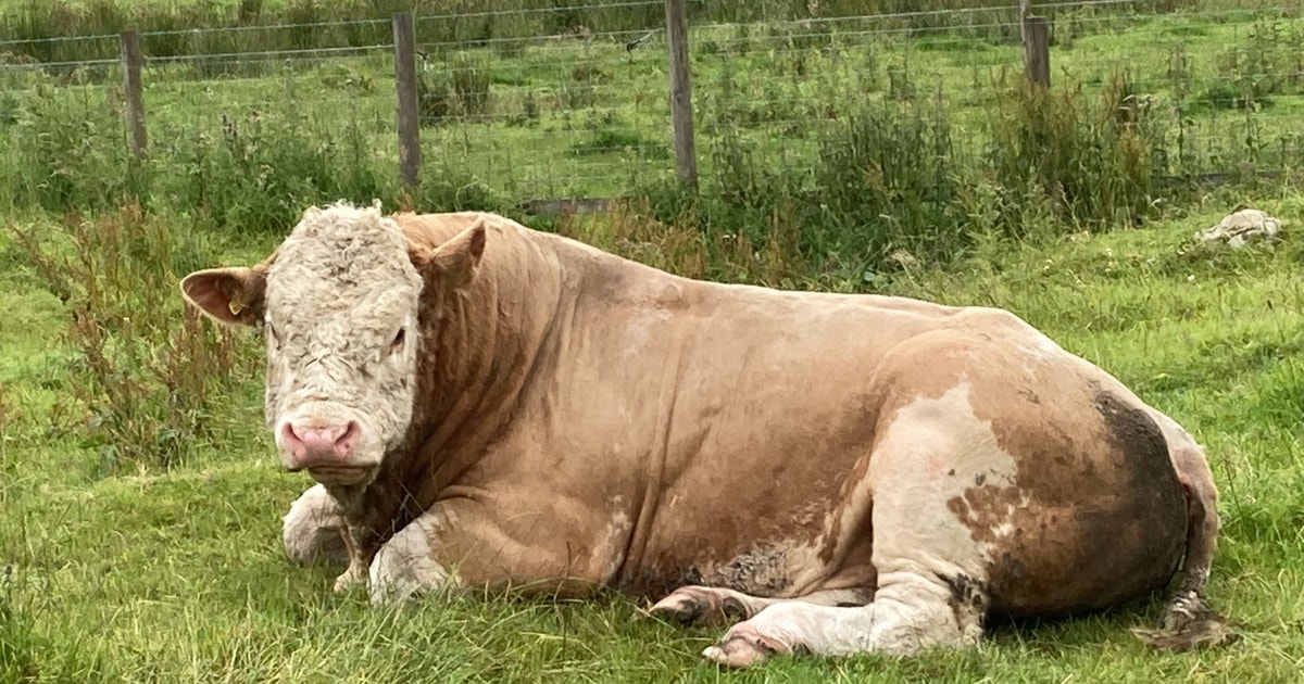 1 Pedigree Simmental Breeding Bull | SellMyLivestock - The Online ...