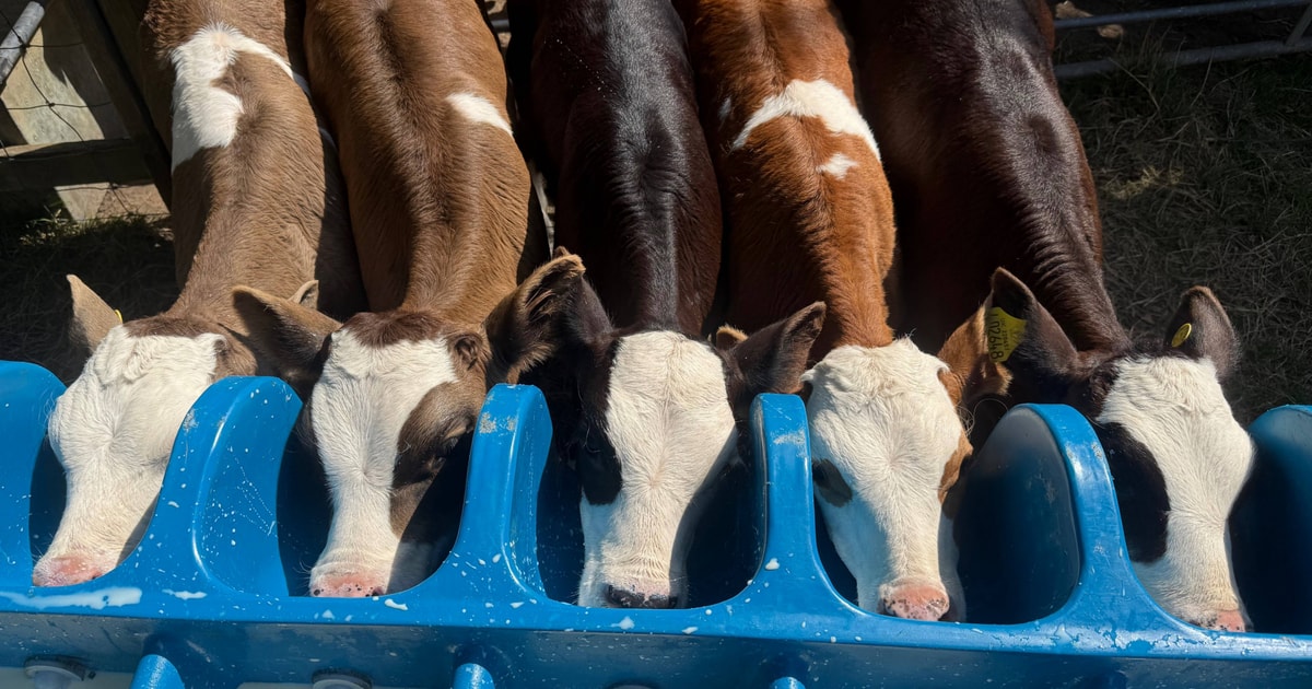 5 Simmental Cross Calves | SellMyLivestock - The Online Livestock ...