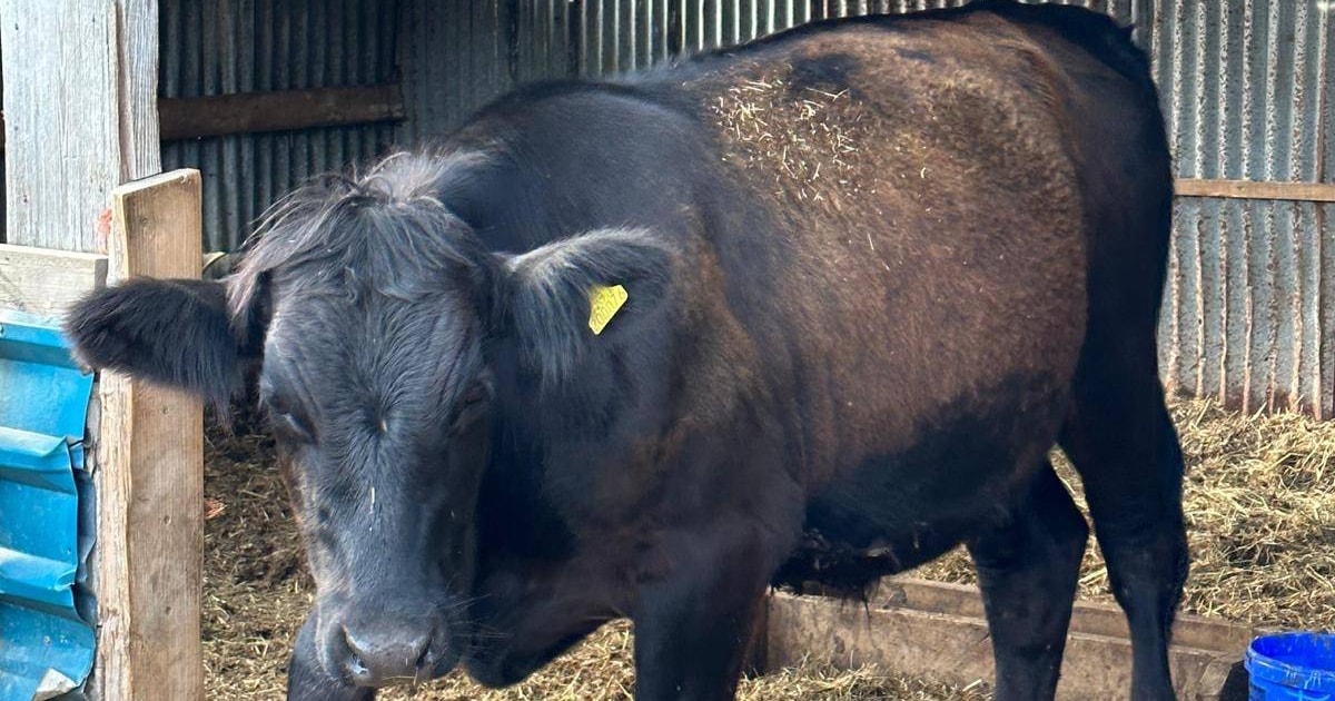 1 Wagyu, Aberdeen Angus Cross Store Steer | SellMyLivestock - The ...
