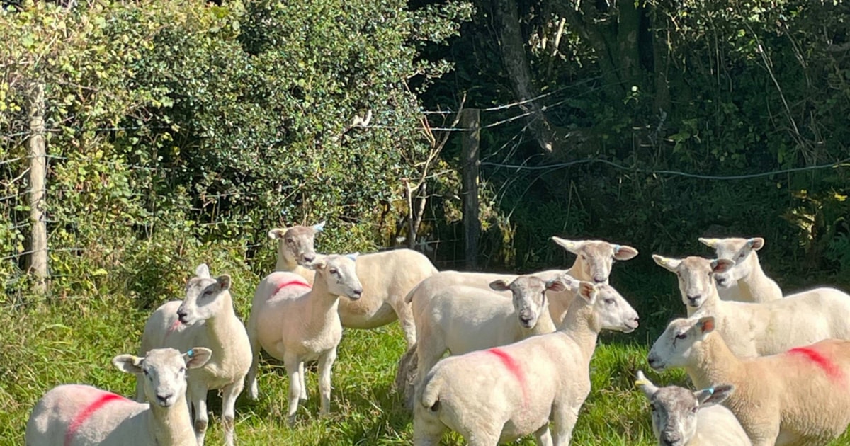11 Texel Cross Breeding Gimmers, Lambs, Ewes | SellMyLivestock - The ...