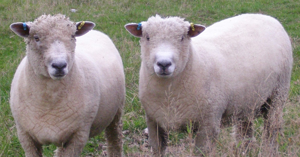 2 Pedigree Ryeland Breeding Rams | SellMyLivestock - The Online ...