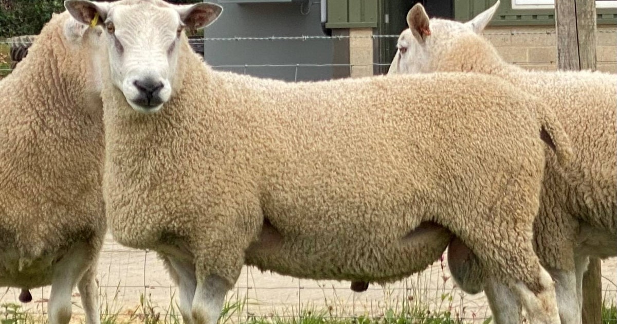 3 Bluefaced Leicester, Lleyn, New Zealand Romney Cross Breeding Rams ...