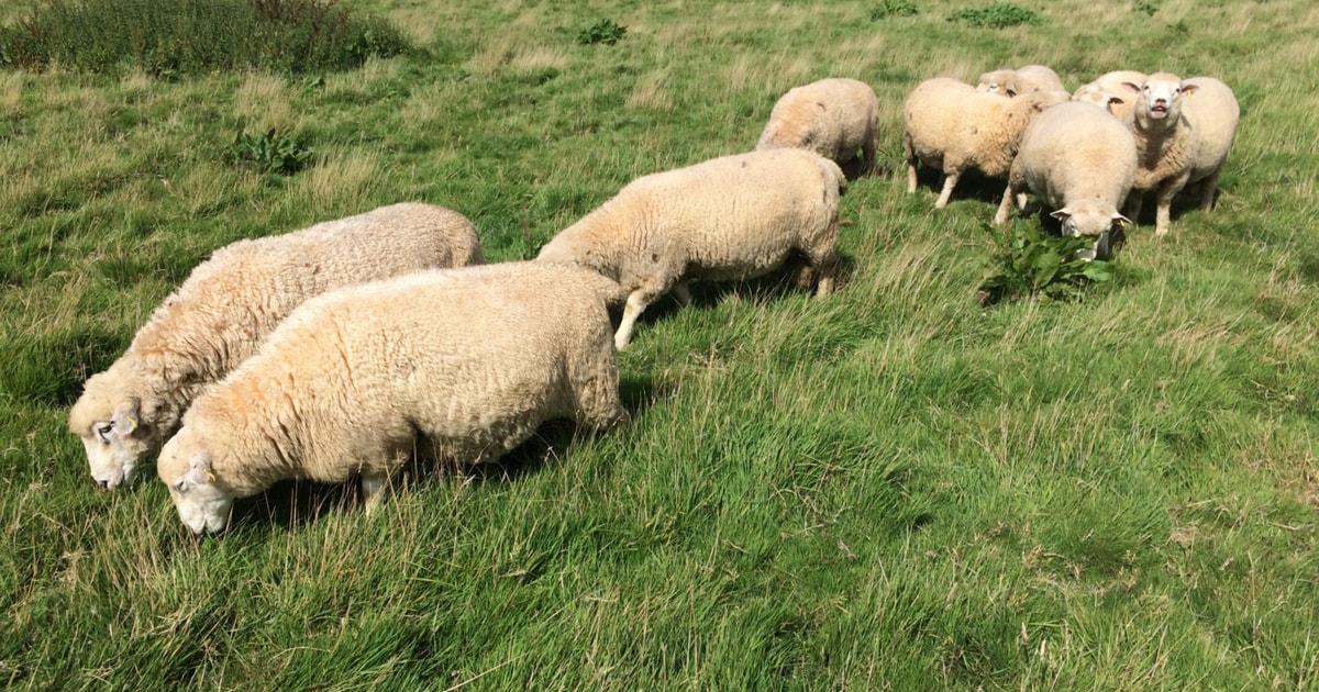 7 New Zealand Romney, Romney Breeding Rams, Shearlings ...