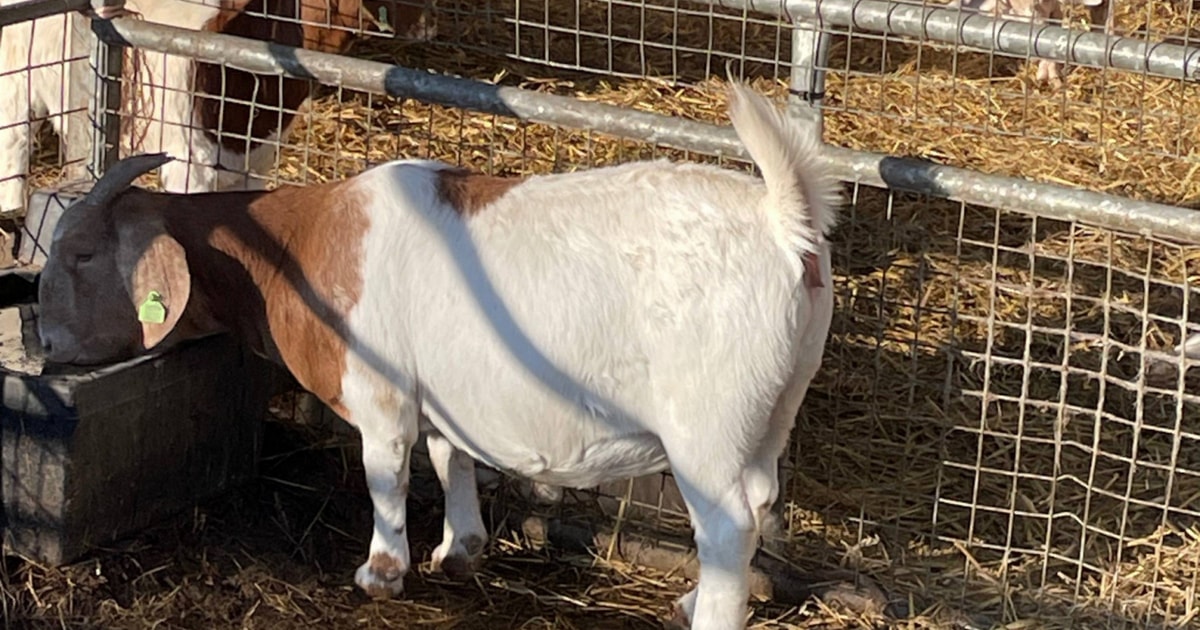 10 Boer Cross Meat Does | SellMyLivestock - The Online Livestock ...
